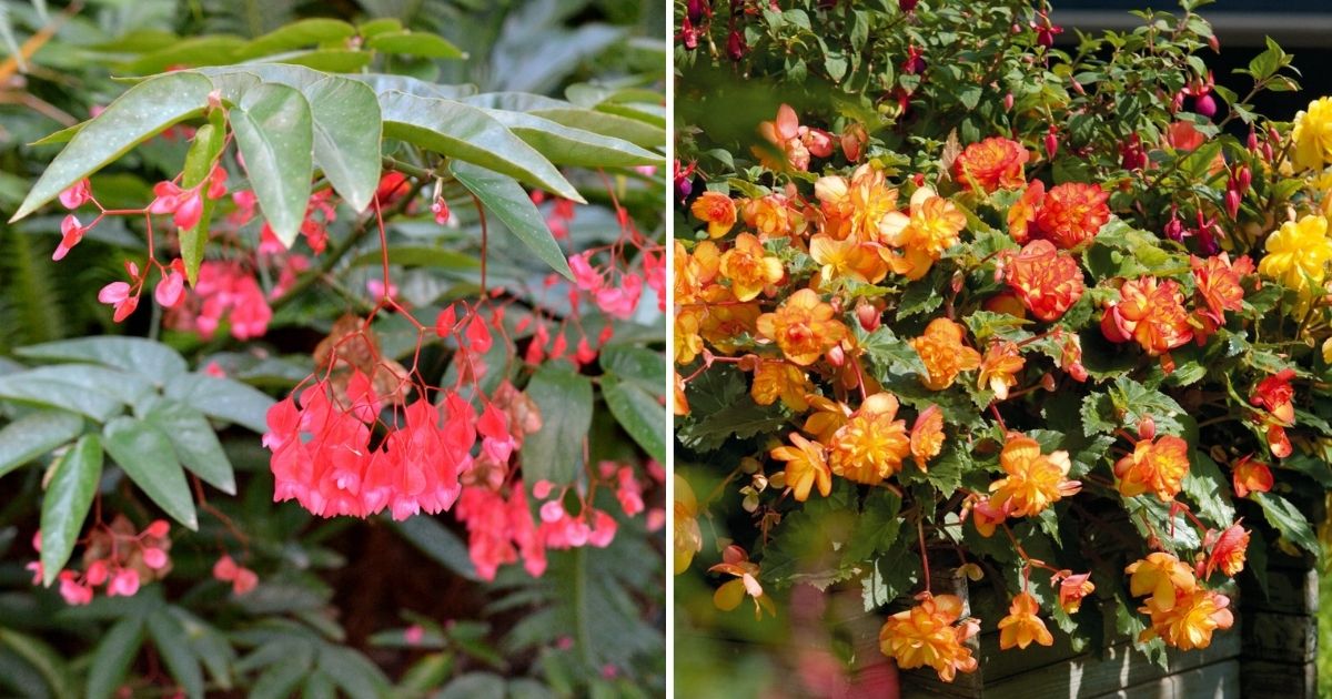 Wild Mustard for Health and Flavor: 10 Reasons to Love This Versatile Plant