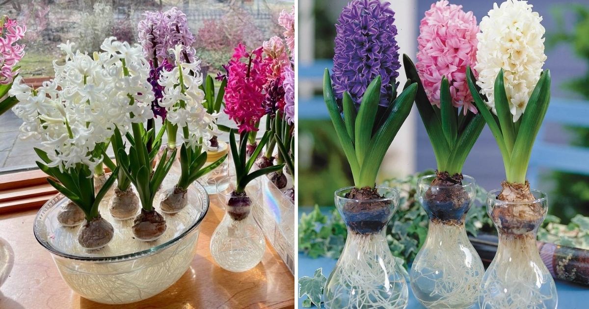 Step-By-Step Instructions For Growing Hyacinth Bulbs In Water