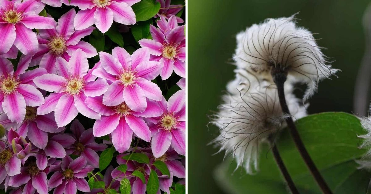 Unveiling The Magic Of Growing Clematis From Seed For A Sparkling Garden