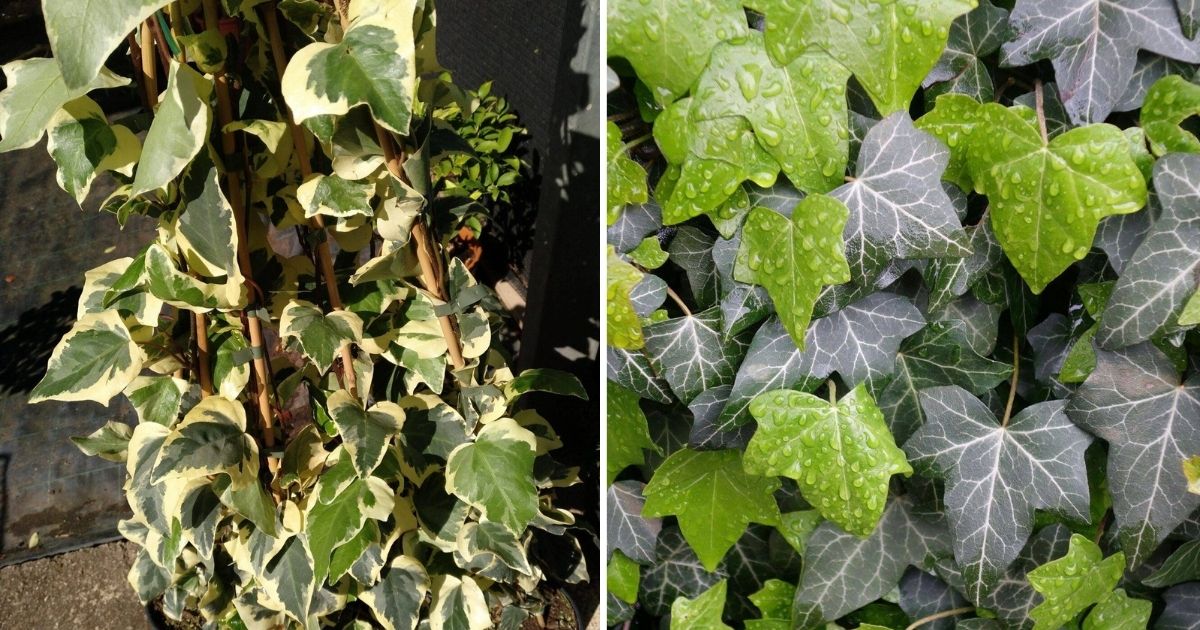 AComprehensive Collection Of 15 Ivy Plant Varieties