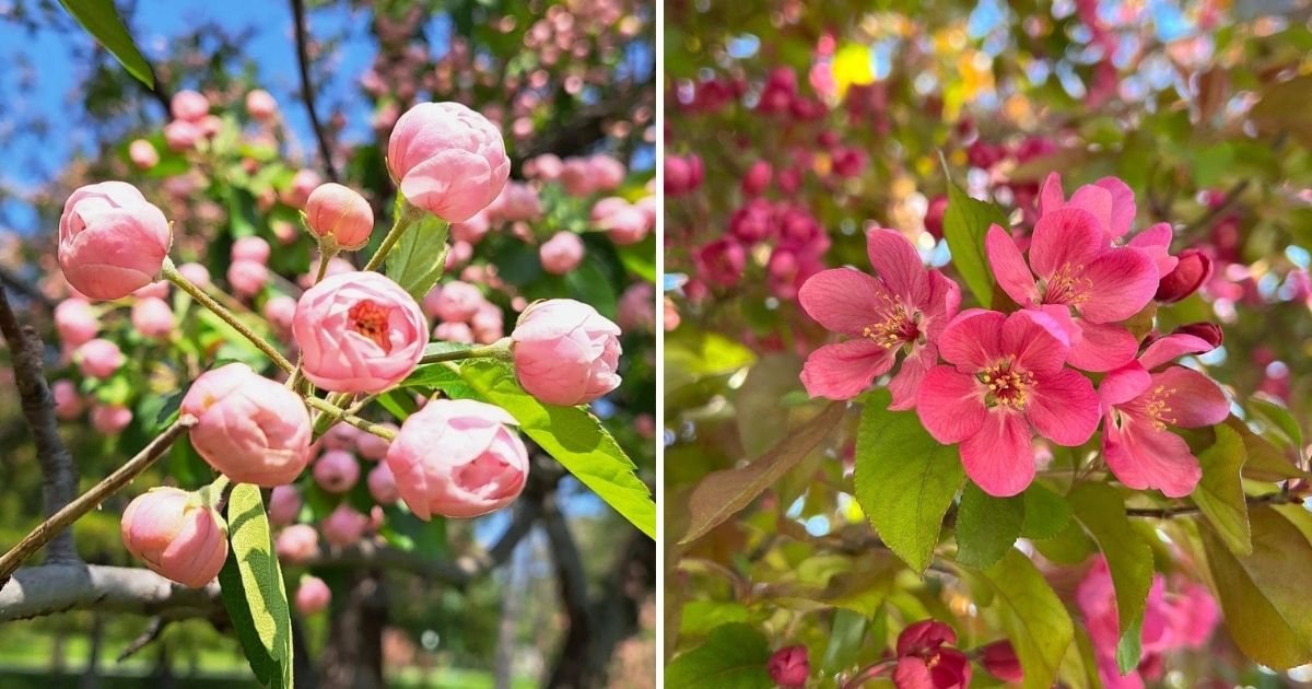 A Holistic Approach To Growing And Caring For Crabapple Trees