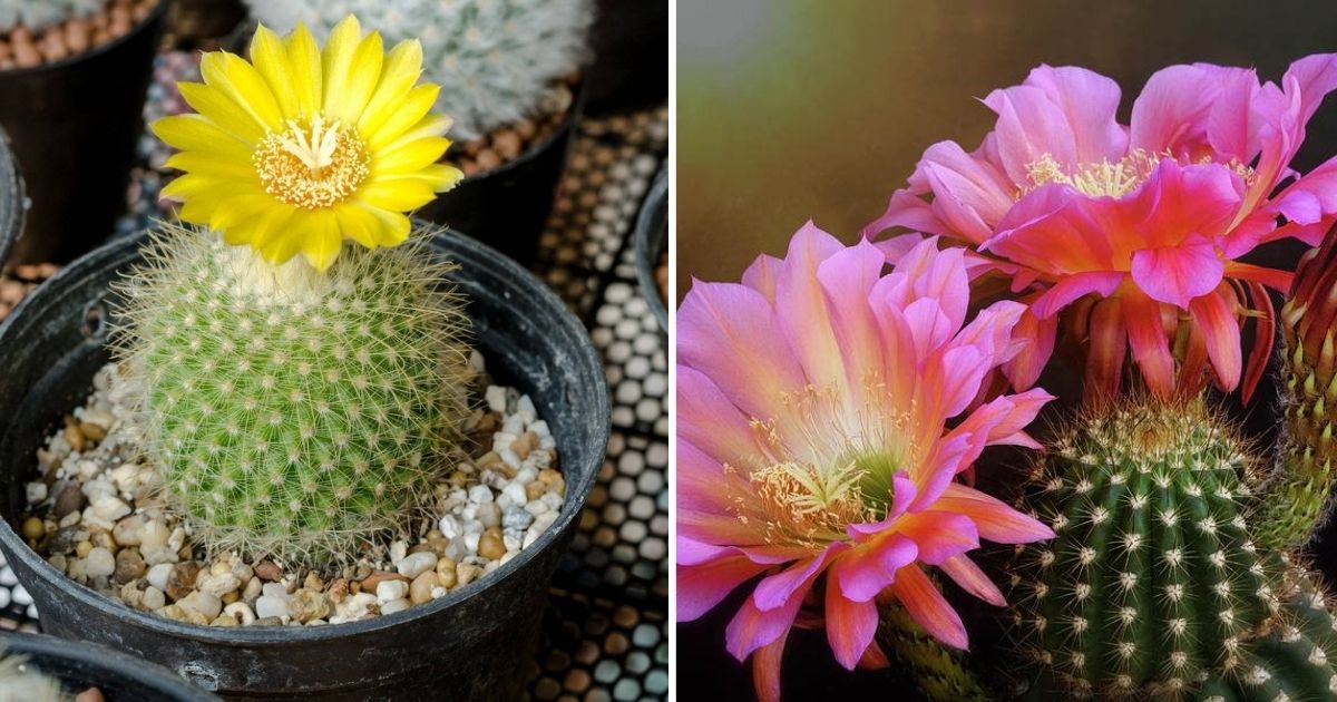 20 Pictures Celebrating The Beauty Of Cactus Flowers