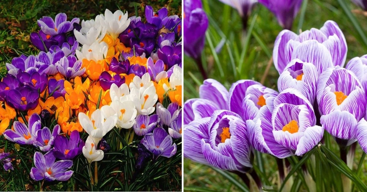 10 Proven Health Benefits of Spanish Needle (Bidens pilosa) You Need to ...