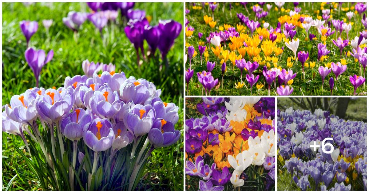 Unveil The Delicate Beauty Of Colorful Crocuses Through Proven ...