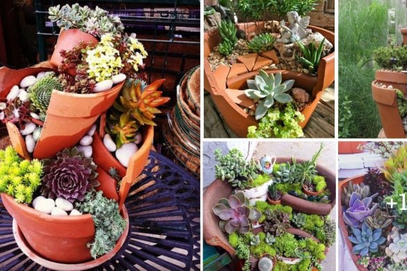 20 Pictures Celebrating The Beauty Of Cactus Flowers
