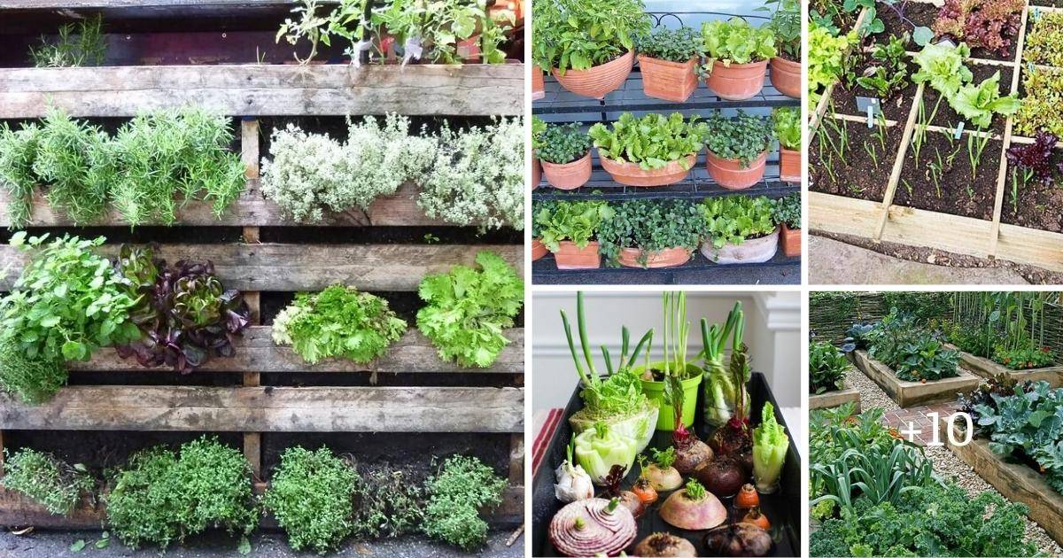 From Seed To Dish: 15 Ideas To Thrive Your Vegetable Garden