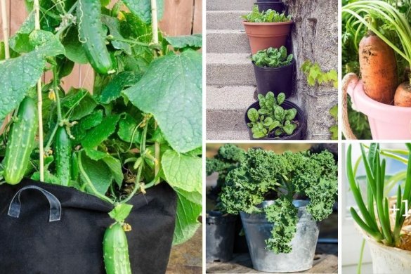4 Things You Should Know Before Growing Blueberries In Pots