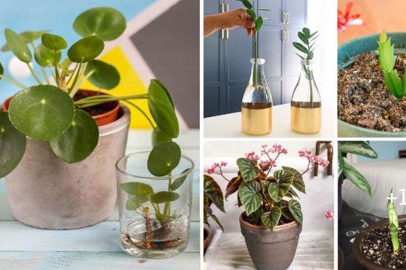 17 Houseplants With Rare And Eye-Catching Leaves