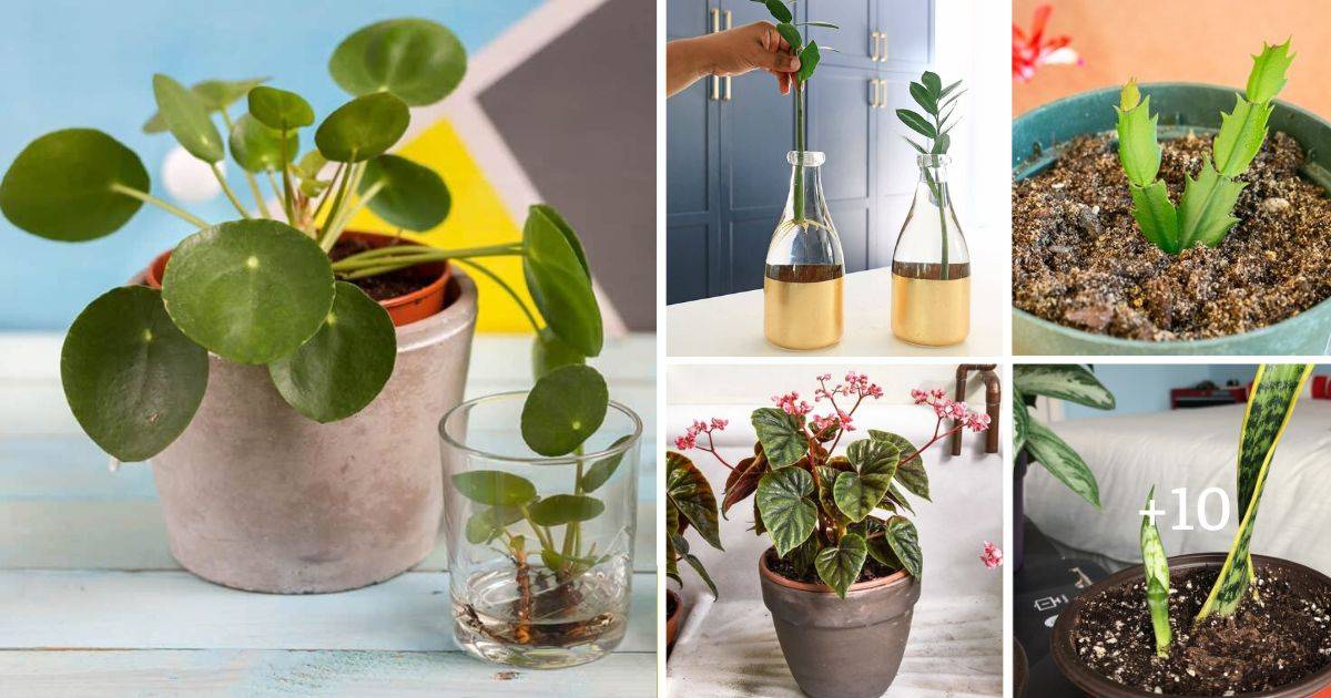 One Leaf, Many Plants: 15 Houseplants That Multiply From Leaves