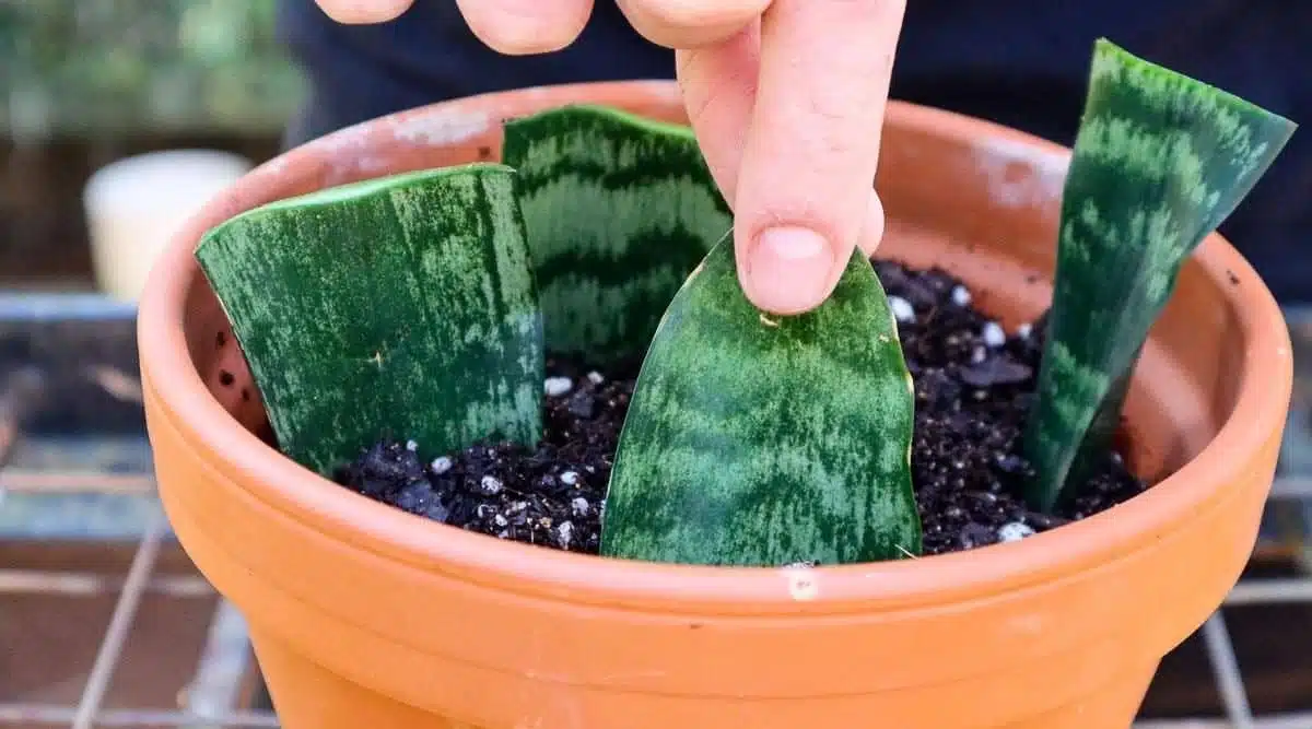 Comment Faire Pousser Et Fleurir Magnifiquement La Langue De Sa Belle Mère Ptit Jardin