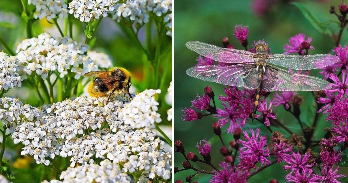 One Dragonfly Can Consume 100s Of Mosquitoes Per Day: Here Are 15 ...