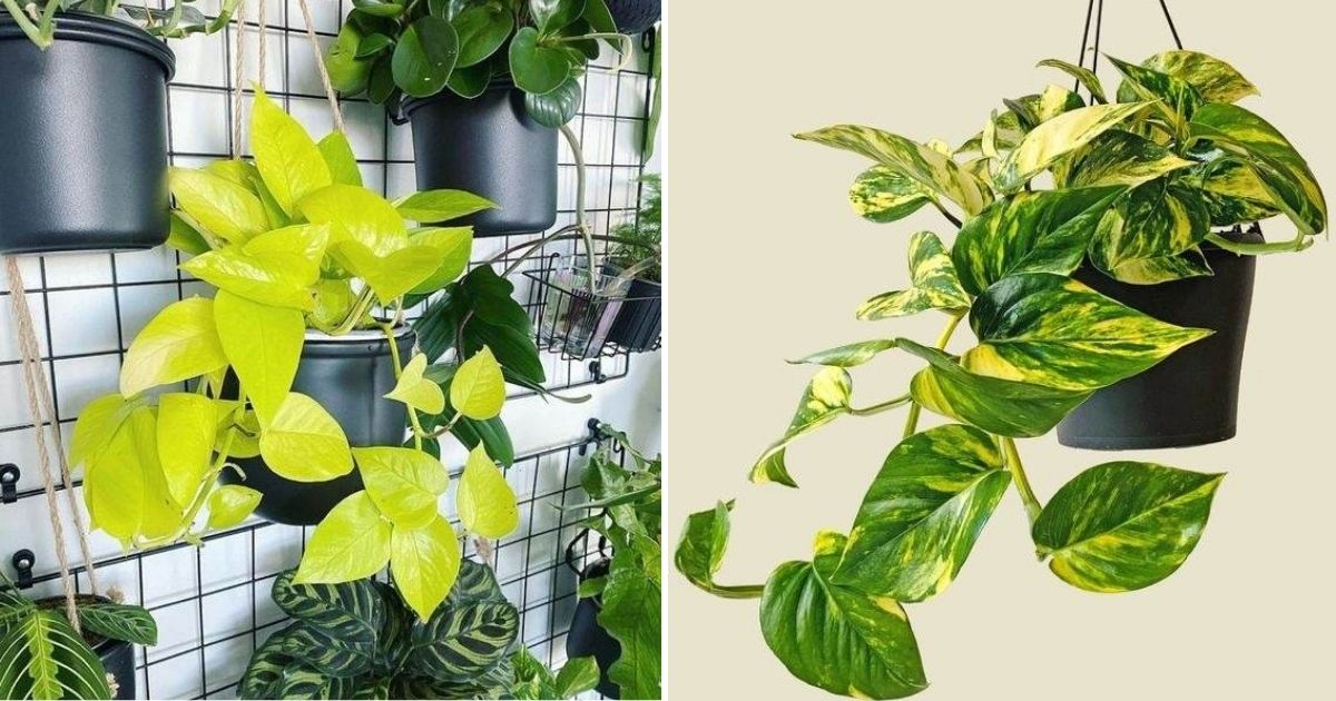 15 Striking Types Of Pothos Plants To Amp Up Your Collection