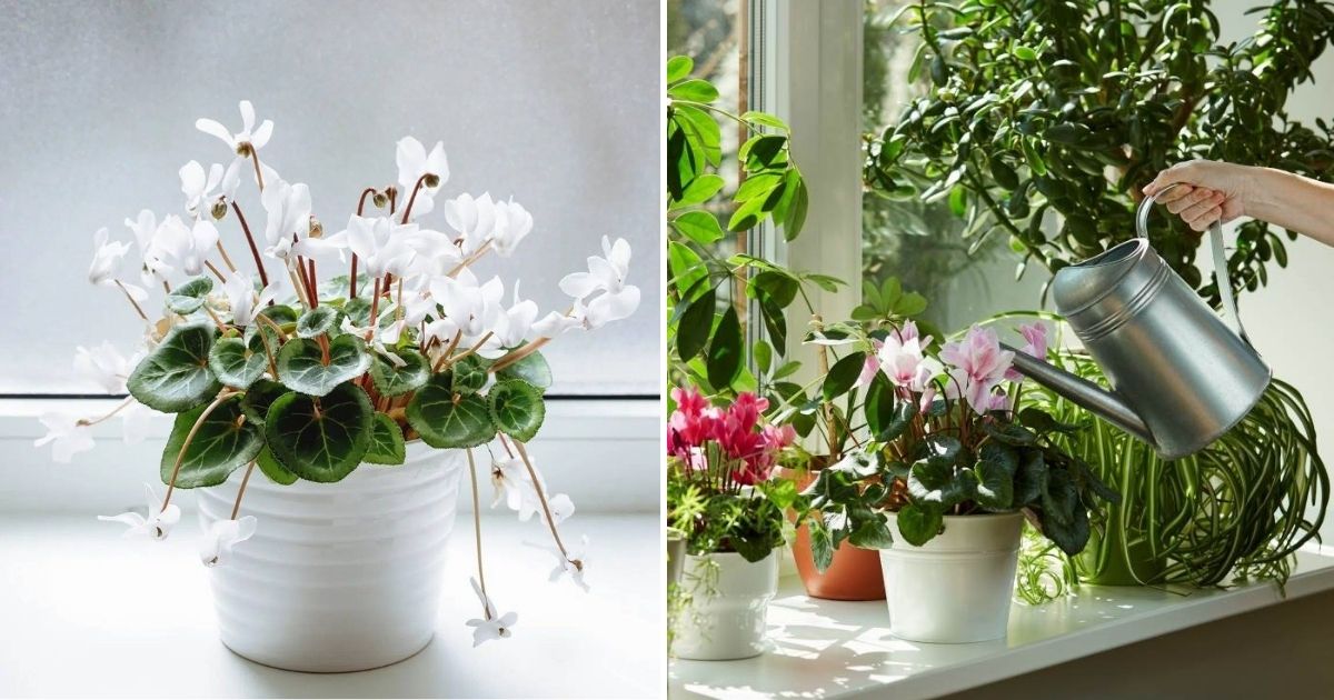 15 Stunning Big Leaf Plants To Grow Outdoor