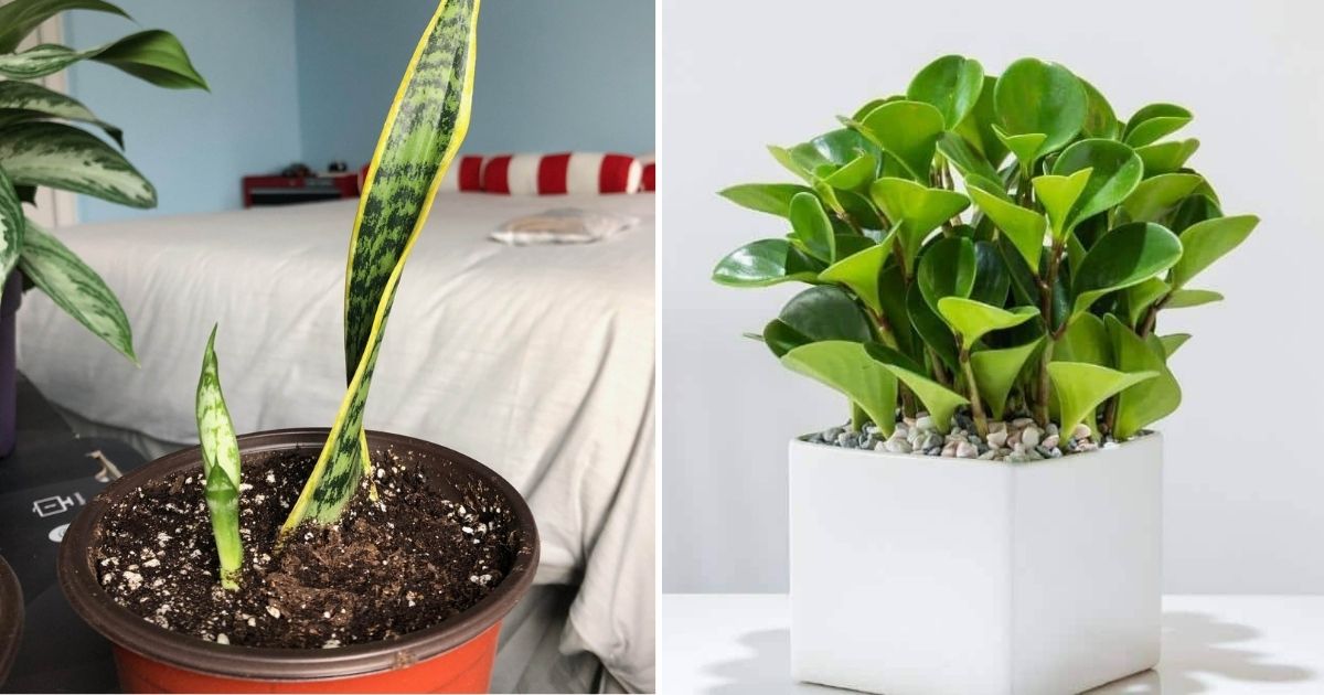One Leaf, Many Plants: 15 Houseplants That Multiply From Leaves