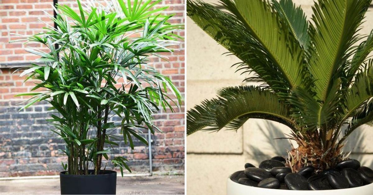 15 Types Of Palm Trees That Can Bring A Tropical Vibe To Your Home