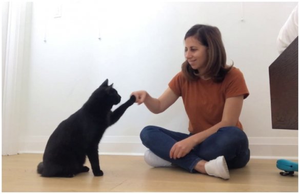 35+ Expert Tips And Secrets To Improve Your Bond With Your Feline Pal