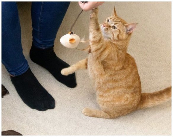 35+ Expert Tips And Secrets To Improve Your Bond With Your Feline Pal