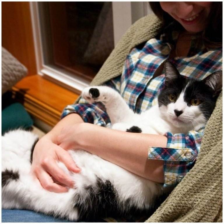 35+ Expert Tips And Secrets To Improve Your Bond With Your Feline Pal