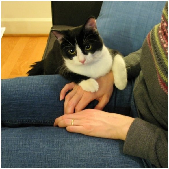 35+ Expert Tips And Secrets To Improve Your Bond With Your Feline Pal