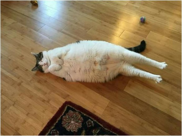 35+ Expert Tips And Secrets To Improve Your Bond With Your Feline Pal