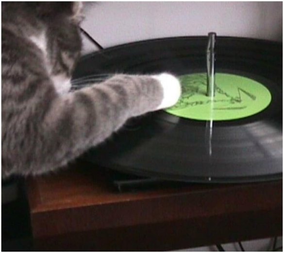 35+ Expert Tips And Secrets To Improve Your Bond With Your Feline Pal