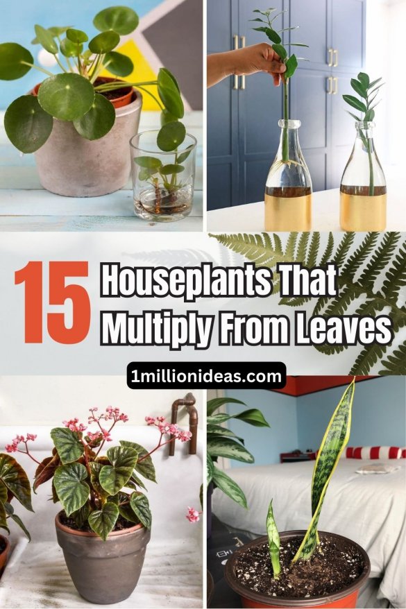 One Leaf, Many Plants: 15 Houseplants That Multiply From Leaves