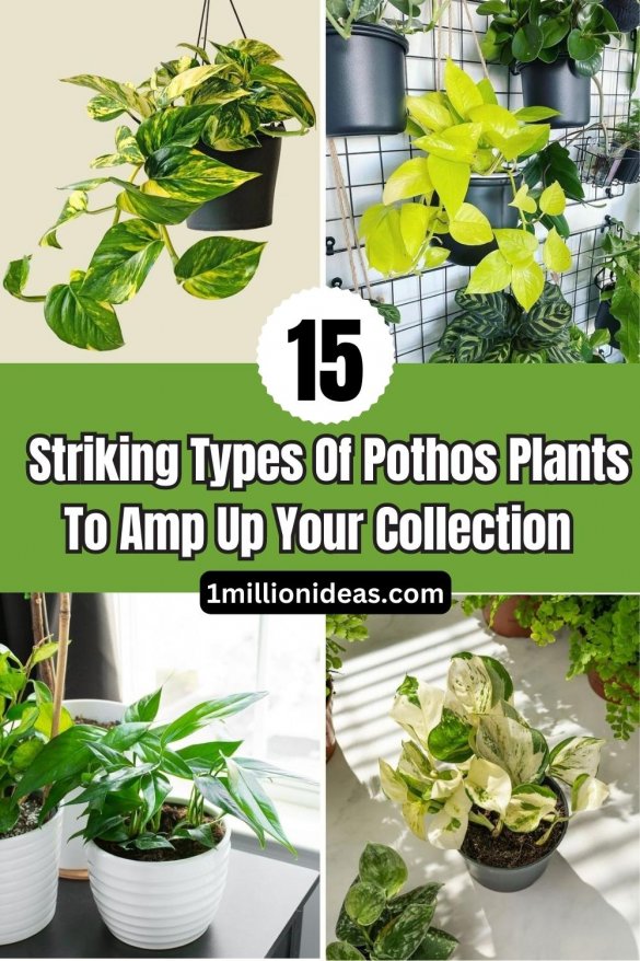 15 Striking Types Of Pothos Plants To Amp Up Your Collection