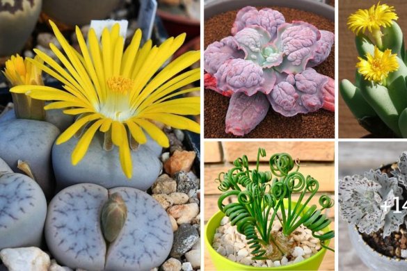 One Leaf, Many Plants: 15 Houseplants That Multiply From Leaves