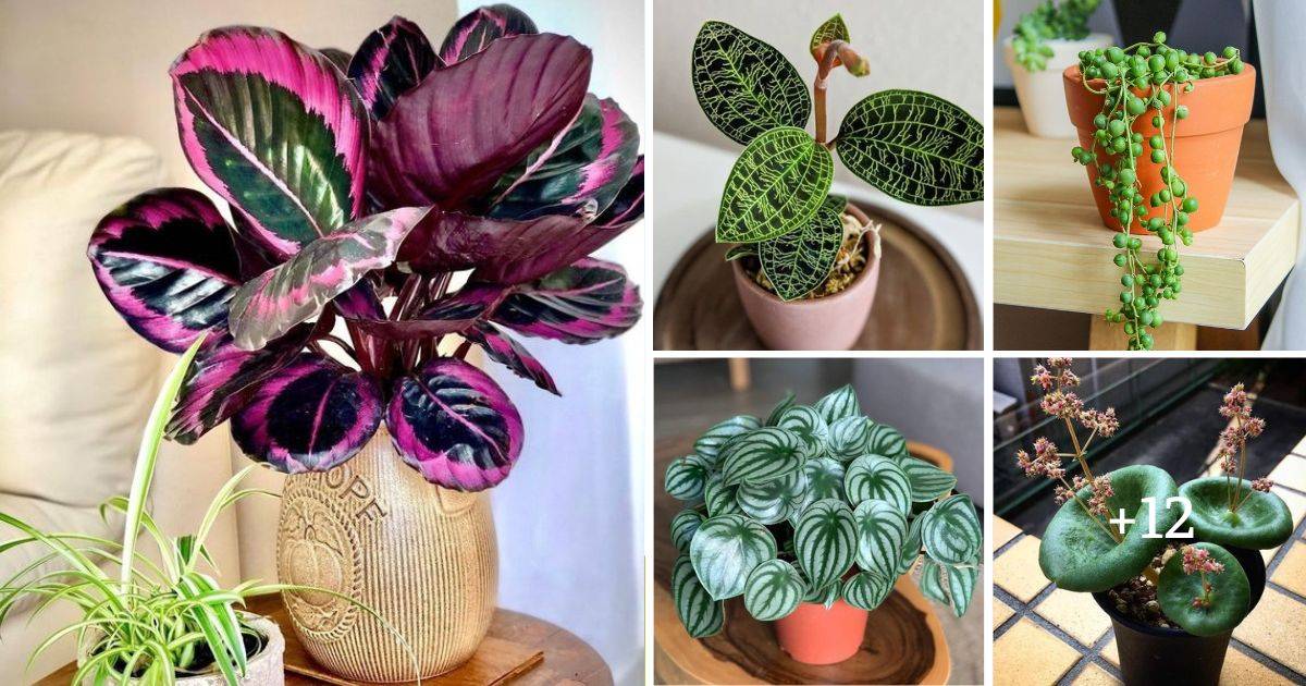 17 Houseplants With Rare And Eye-Catching Leaves