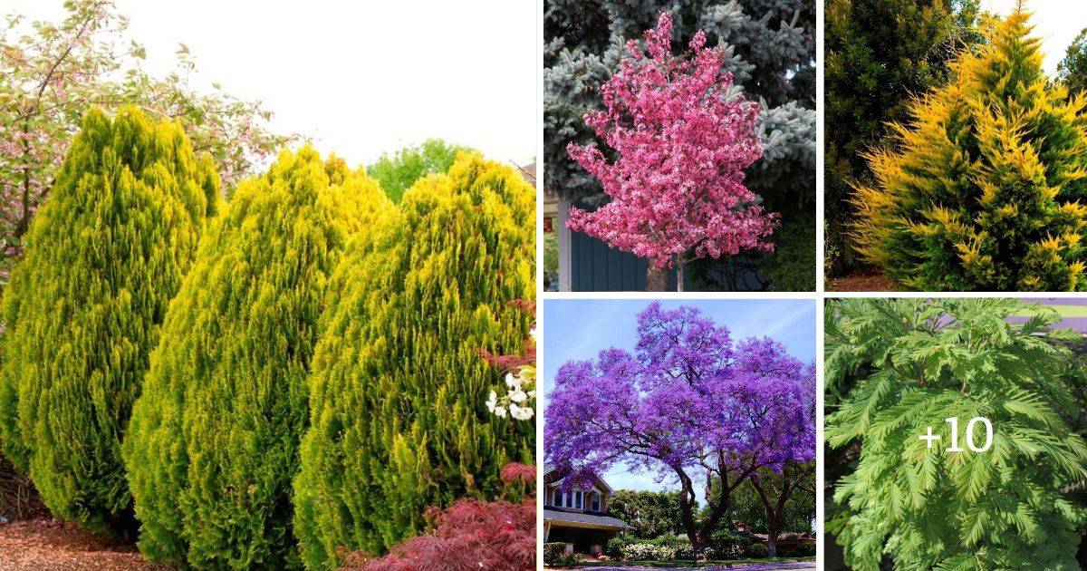 15 Fast-Growing Trees That Will Transform Your Landscape In No Time