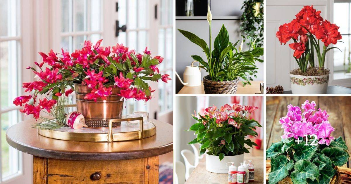 17 Indoor Houseplants That Bring Everlasting Flowering Delights