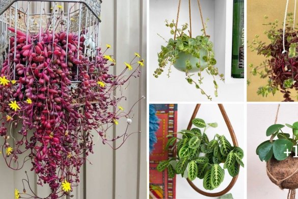 17 Indoor Hanging Plants To Add Greenery To Your Home