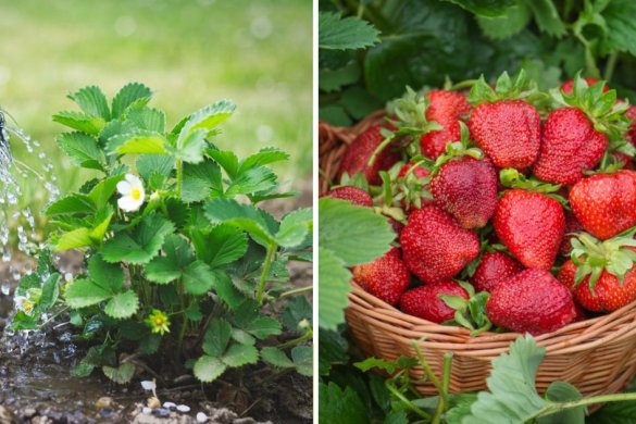 4 Things You Should Know Before Growing Blueberries In Pots