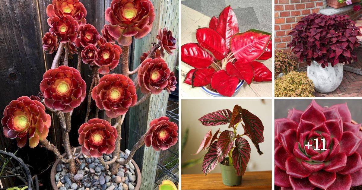 16 Ravishing Red Plants To Add Drama To Your Garden