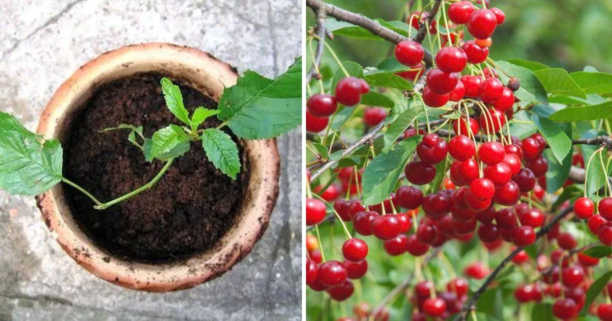 Everything You Need To Know About Planting A Cherry Tree