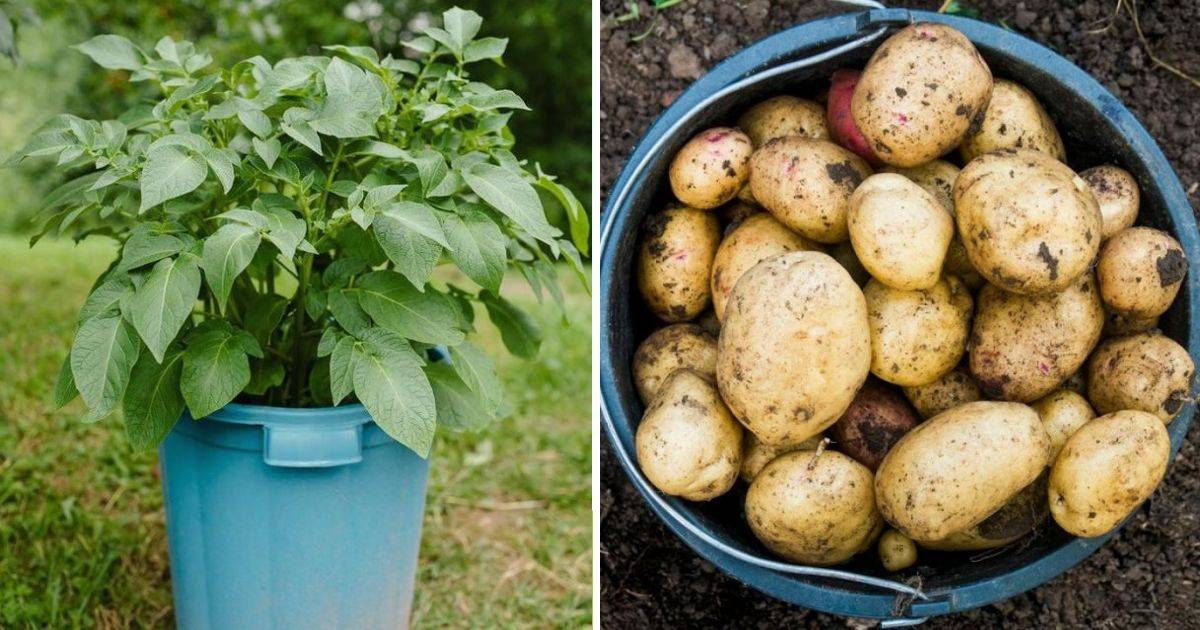 8 Steps To Harvesting Your Own Potatoes From Containers