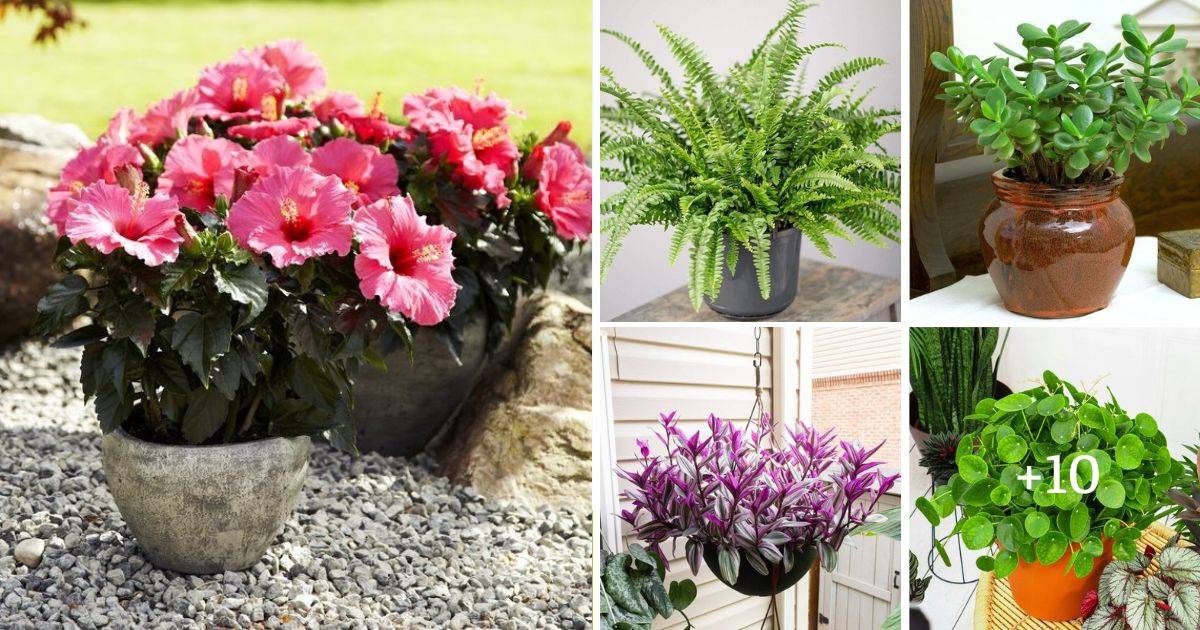 15 Fastest Growing Houseplants That Will Transform Your Home In A ...