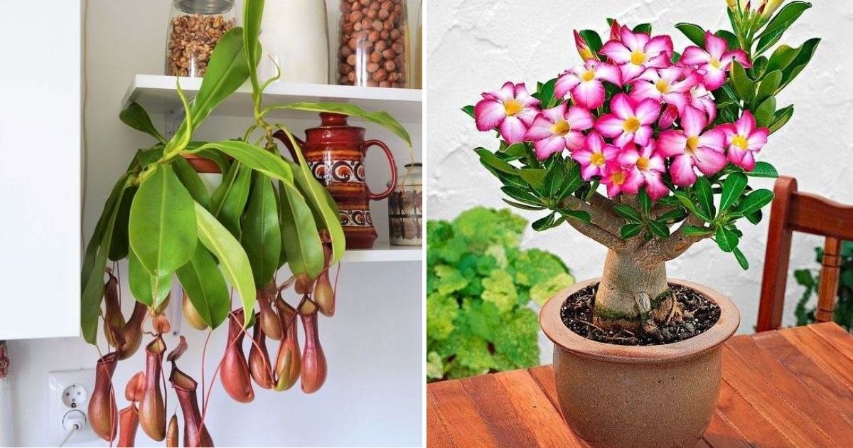 18 Lucky Plants That Can Attract Wealth, Success, And Love
