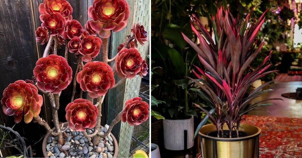 16 Ravishing Red Plants To Add Drama To Your Garden