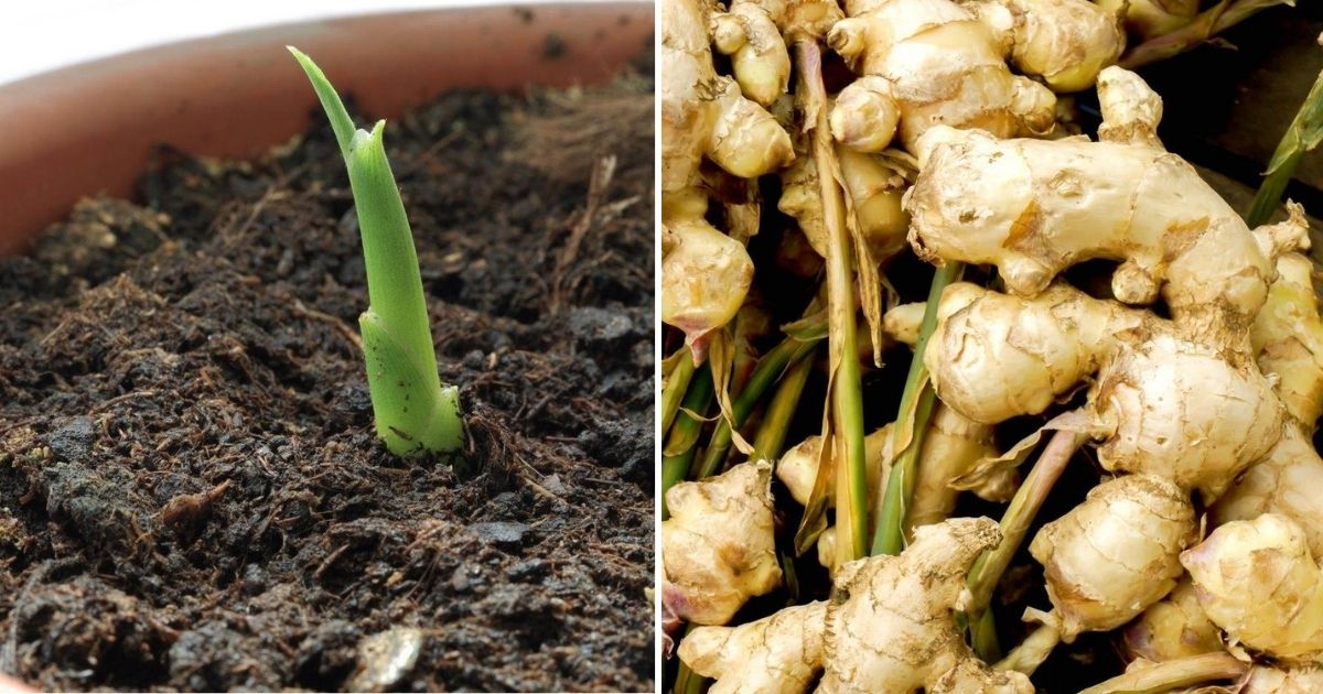 10 Secrets For Planting Ginger In Pots For Endless Harvests