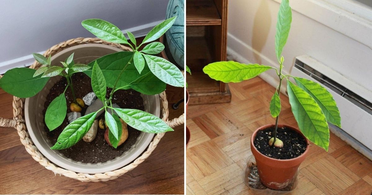 7 Tips To Successful Container Gardening With Avocado Trees