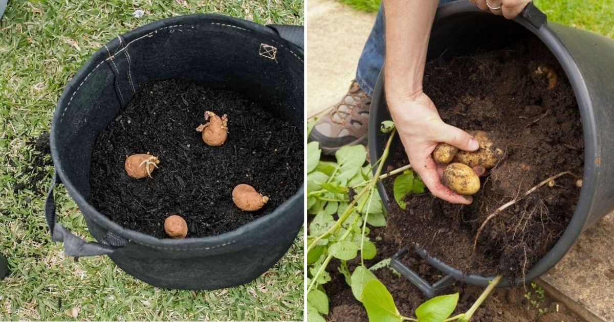 8 Steps To Harvesting Your Own Potatoes From Containers