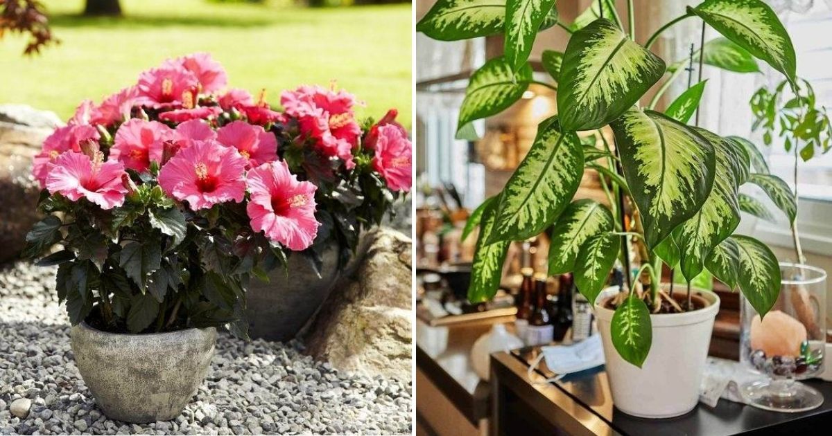 15 Fastest Growing Houseplants That Will Transform Your Home In A ...