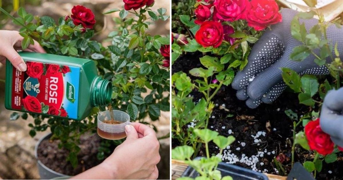 10 Essential Tips To Plant Roses In Pots Like A Pro