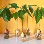 7 Tips To Successful Container Gardening With Avocado Trees