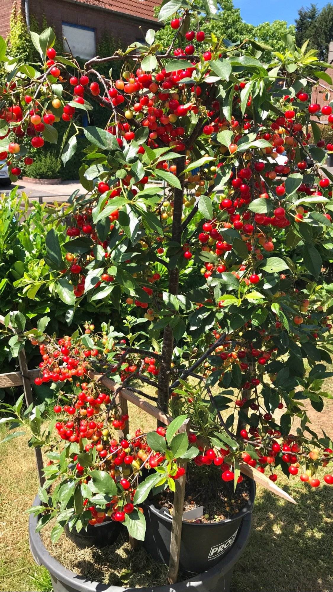 Everything You Need To Know About Planting A Cherry Tree