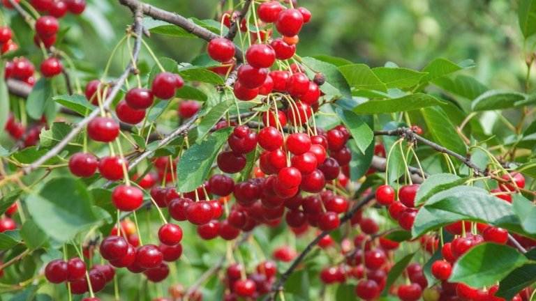 Everything You Need To Know About Planting A Cherry Tree