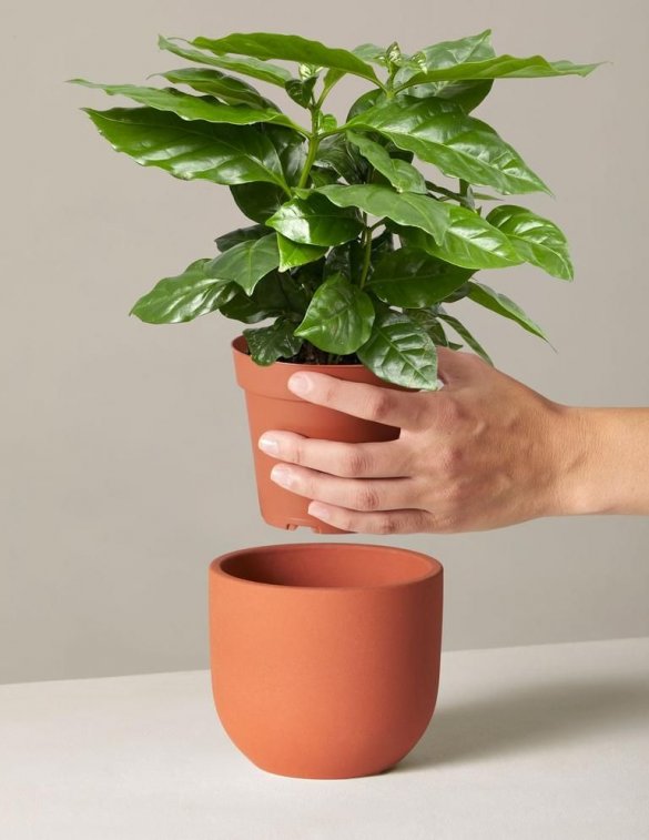 How To Cultivate Your Own Coffee Plant Indoors: Step-by-Step Instructions