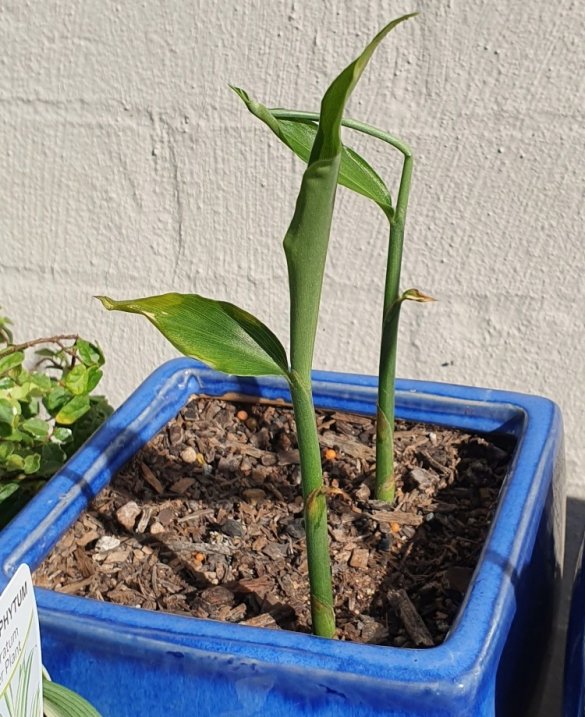 10 Secrets For Planting Ginger In Pots For Endless Harvests