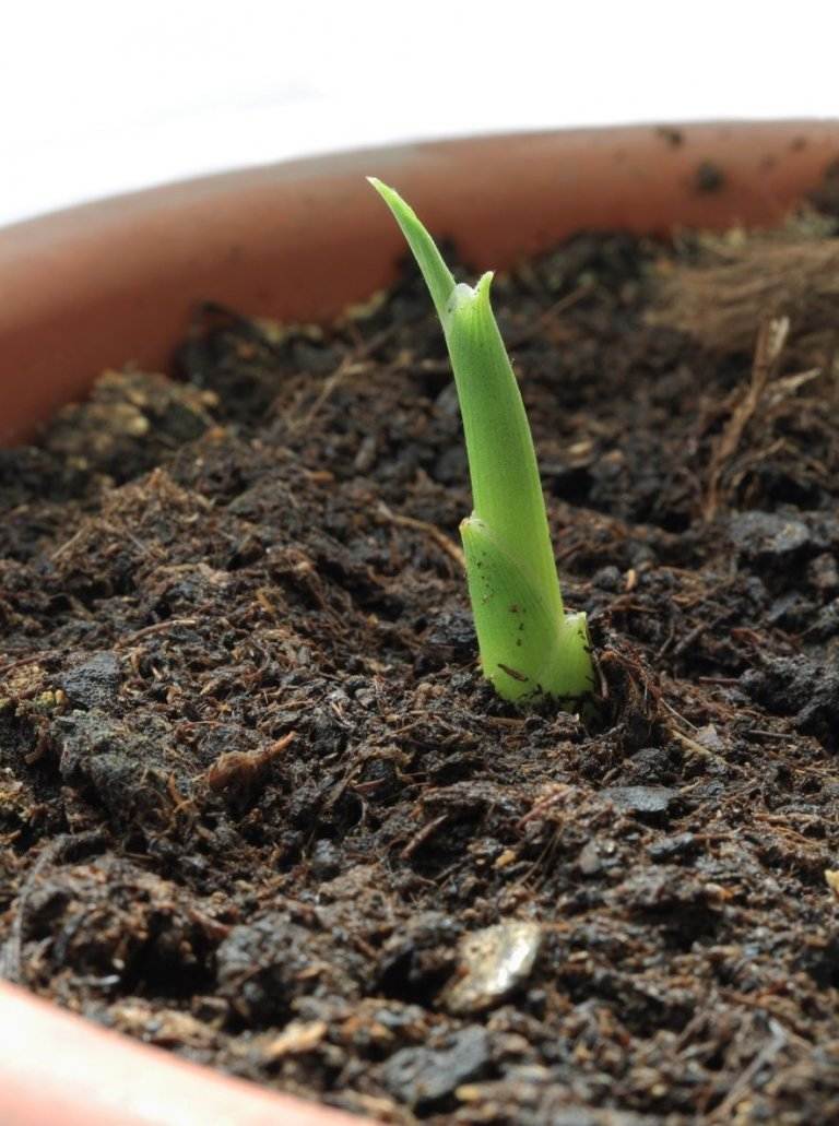 10 Secrets For Planting Ginger In Pots For Endless Harvests